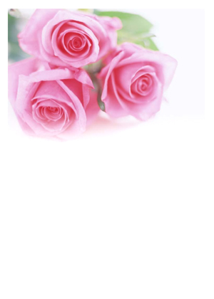 속지)분홍 장미
