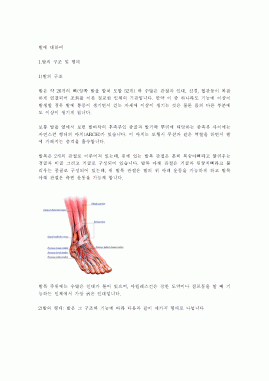 [사회과학] 발에 대하여-1페이지