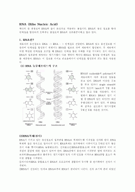 [자연과학] RNA (Ribo Nucleic Acid)-1페이지