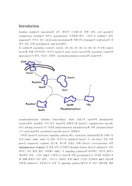 단백질 정제 및 분석-1페이지