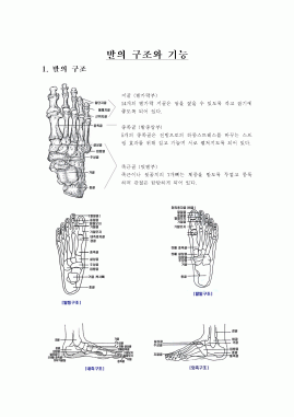 발의 구조와 기능-1페이지