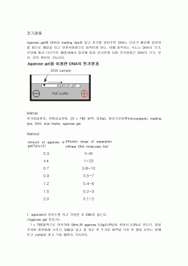 Agarose gel을 이용한 DNA의 전기영동[결과레포트]-1페이지