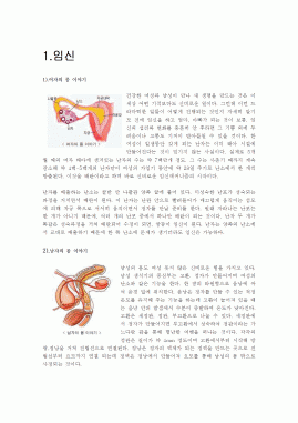 임신 (수정, 태내발달, 모체변화, 영향을 주는 태내환경)-1페이지