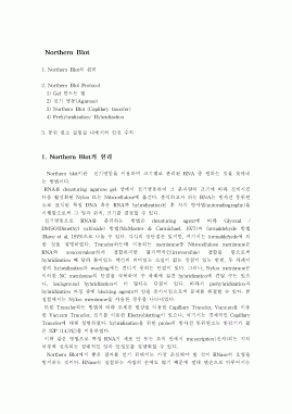 Northern Blot-1페이지