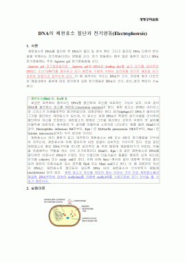 DNA의 제한효소 절단과 전기영동(Electrophoresis)-1페이지