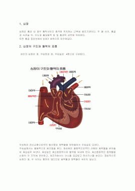심장의 구조와 해부 생리-1페이지