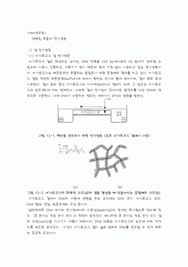  단백질 추출과 전기영동-1페이지