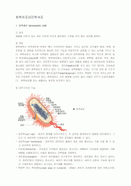 원핵세포와 진핵세포의 정의와 차이점-1페이지