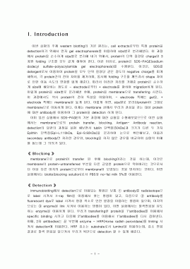 <실험> 웨스턴블롯팅 (Western blotting)-1페이지