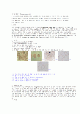 아나플라즈마병(Anaplasmosis)-1페이지