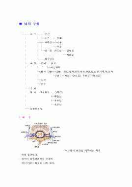 뇌의 구성(중추신경계와 말초신경계)-1페이지