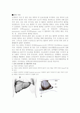 간,담도,췌장의 구조와 기능-1페이지