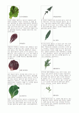 야채종류-1페이지
