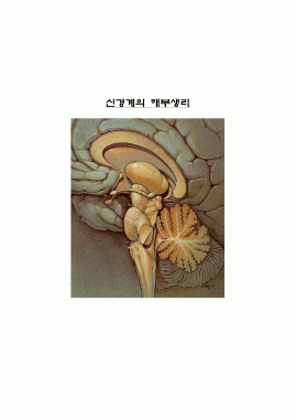 신경계 해부생리-1페이지