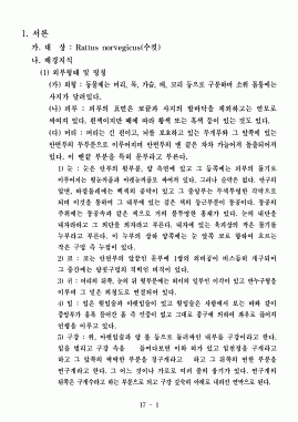 쥐의 해부-1페이지