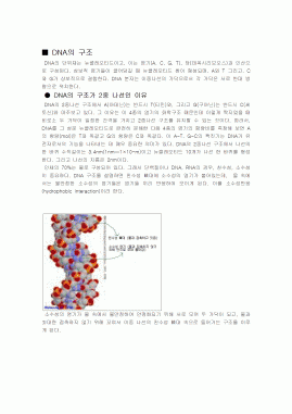 DNA의 구조-1페이지