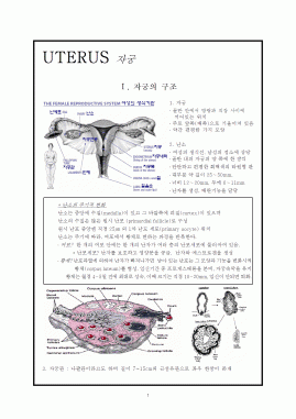 여성의 생식기관의 구조와 기능 및 자궁경부암과 치료법-1페이지