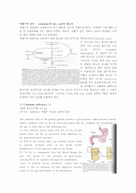 vitaminB12(cobalamin) metabolism/결핍, 엽산 결핍-1페이지