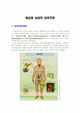 남성과 여성의 성호르몬-1페이지