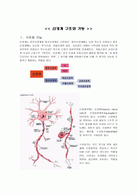 [의약학] 신경계 구조와 기능 -1페이지