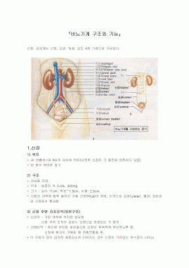 비뇨기계의 구조와 기능-1페이지