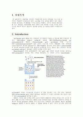 [자연과학] 단백질 추출과 전기영동-1페이지