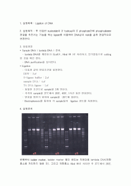 Ligation of DNA 결과-1페이지