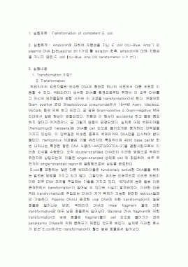 Transformation of competent E. coli(예비 및 결과)-1페이지