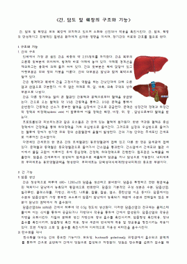 간, 담도 및 췌장의 구조와 기능-1페이지