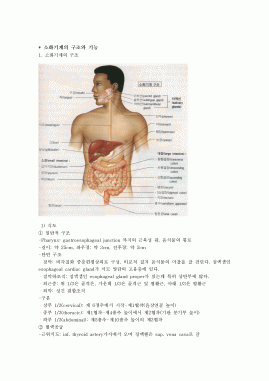 [논문] 소화기계 구조와 기능-1페이지