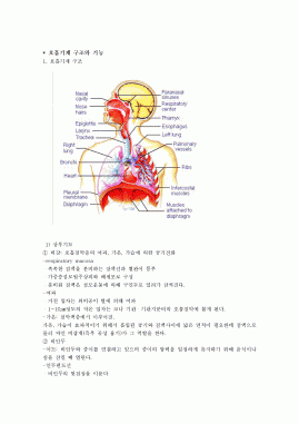 호흡기계 구조와 기능 상부기도-1페이지