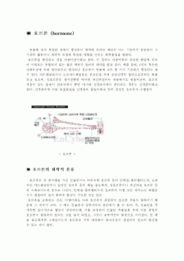 호르몬(hormone)에 대하여 -1페이지