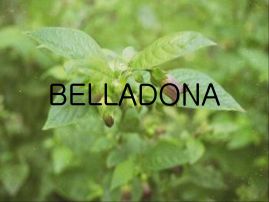 BELLADONA-1페이지