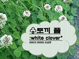 토끼 풀(white clover)-1페이지