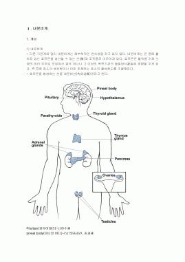 [논문] 내분비계 -1페이지