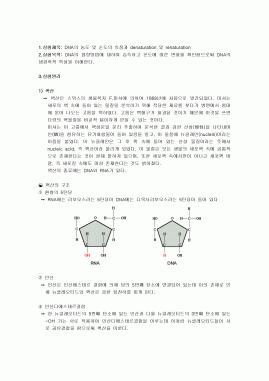 DNA의 농도 및 순도의 측정과 denaturation 및 renaturation-1페이지