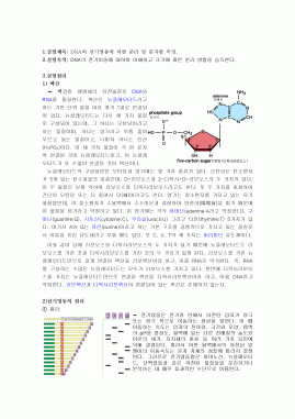 DNA의 전기영동에 의한 분리 및 분자량 측정.-1페이지