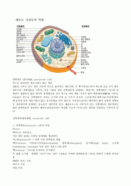 세포소 기관들의 역할-1페이지