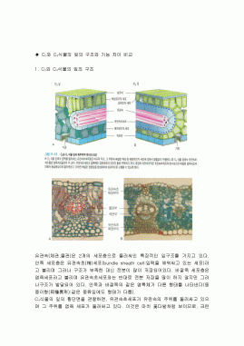 C3와 C4식물의 잎의 구조와 기능 차이 비교-1페이지