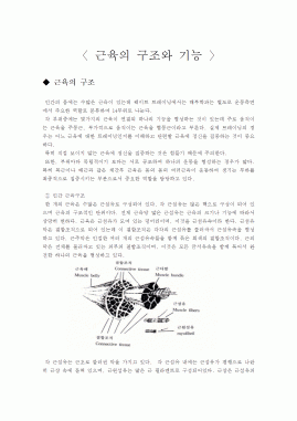 신체근육구조기능-1페이지