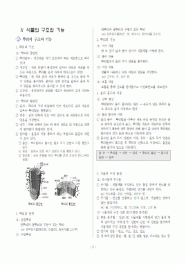 [과외]중학 과학 2-1학기 기말 04 식물의 구조와 기능(교사용)-1페이지