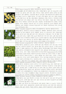 꽃1,2년초화류식물 30가지(사진과 설명)-1페이지
