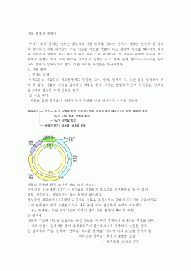 세포 분열을 통한 돌연변이-1페이지