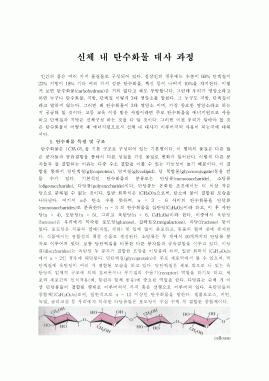 탄수화물 대사과정-1페이지