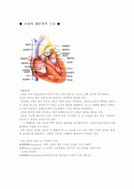 심장의 해부학적 구조와 기능-1페이지