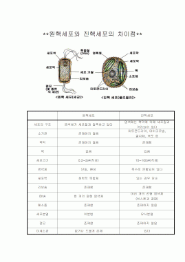 원핵세포와 진핵세포의 차이점-1페이지