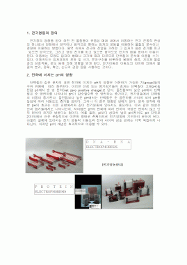 전기영동 electrophoresis agarose western blotting-1페이지