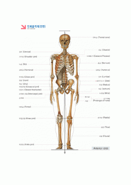 인체골격계-1페이지