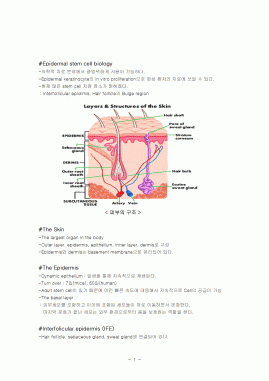 피부 줄기세포-1페이지