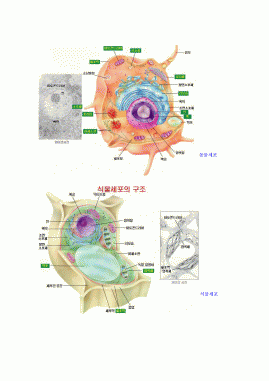 식물세포와 동물세포의 비교 (구분, 기능, 차이점)-1페이지